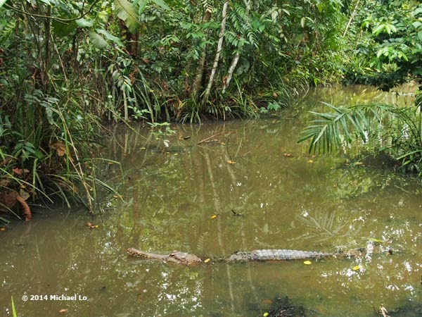 The rainforests of Borneo & Southeast Asia: Crocodiles of Borneo
