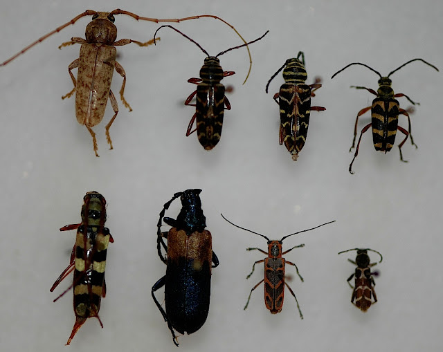 Field Biology in Southeastern Ohio: What's In A Log? Forest Insect Pests!