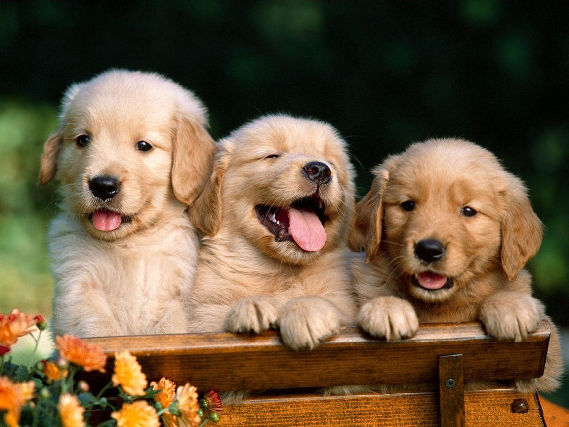 Cute Golden Retriever Puppies Photos ~ Cute Puppies Pictures, Puppy Photos