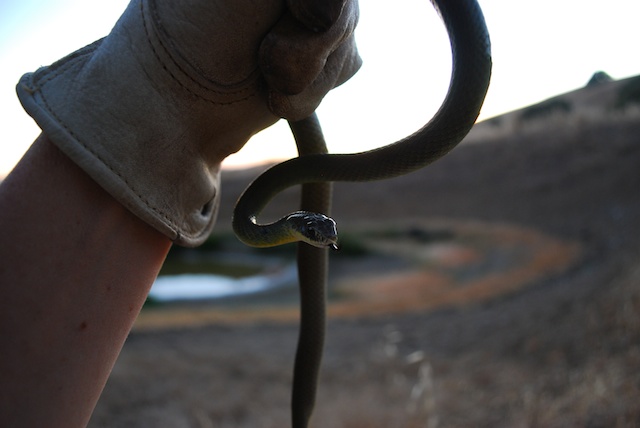 Dipper Ranch: Animals Anticipating Autumn