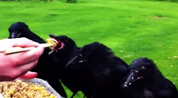 White Wolf : Orphaned crows released into the wild still visit family ...