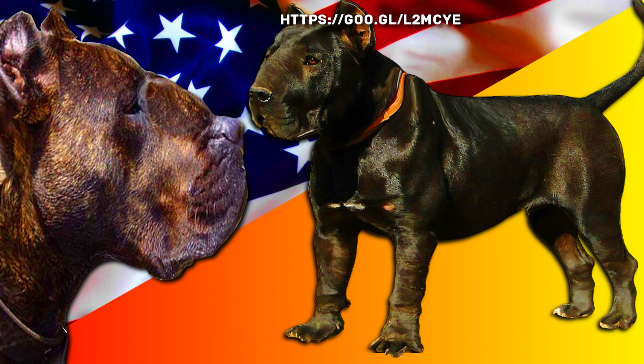 EADD TV / VIDEO CHANNEL: MOLOSO PRESA MAYO - Toda La Verdad Acerca De ...