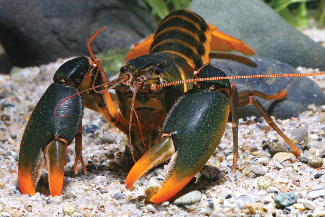 NeuroDojo: Tuesday Crustie: Justice, and freedom