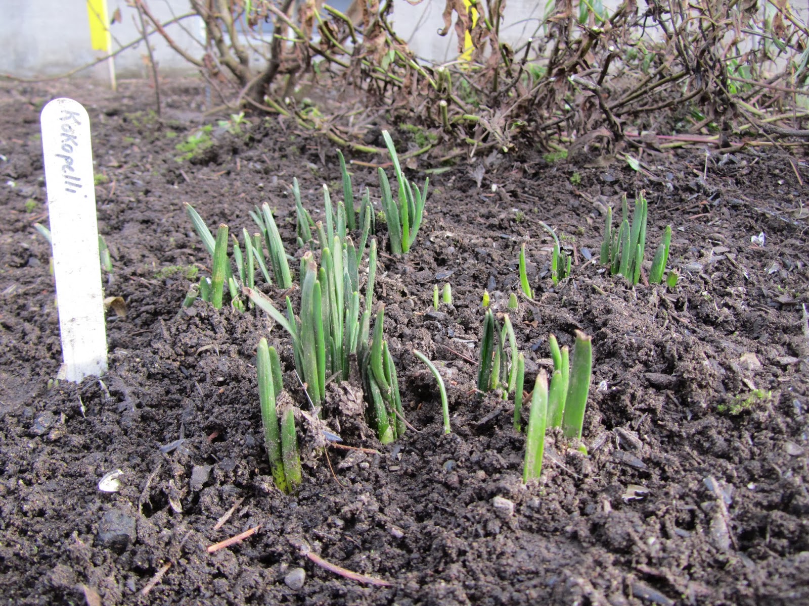 Four Hills of Squash: Weeding and Emerging Spring Bulbs
