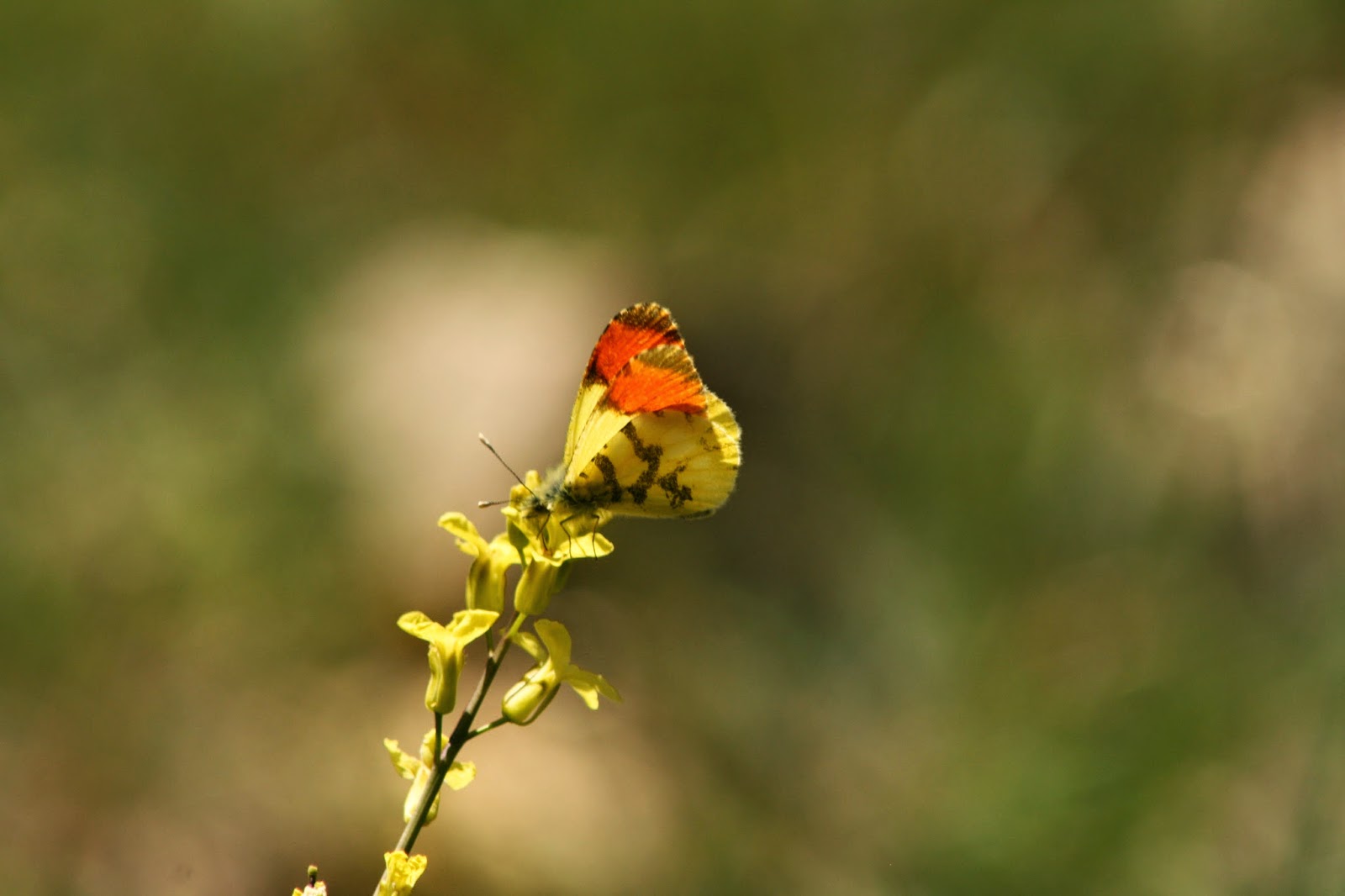 Mountain Walking in Spain: Insects of the Alicante Mountains (part 2)