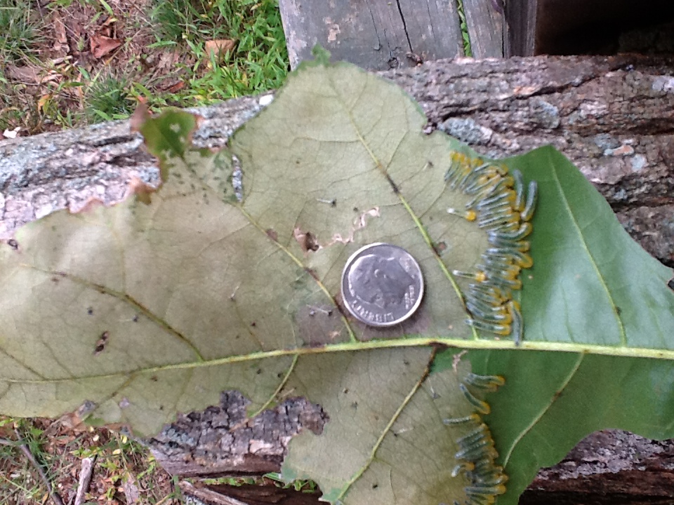 Hort Blog: Scarlet Oak Sawfly