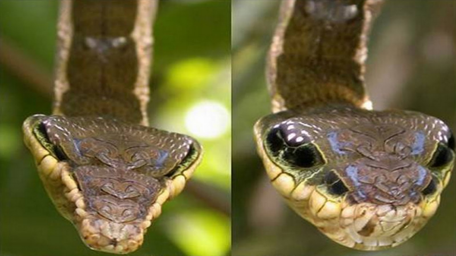 This Might Look Like A Snake But The Truth Is A Miracle Of Nature ~ Google+