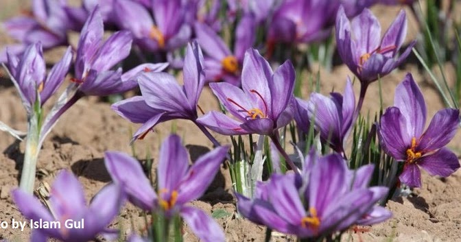 Saffron-Crocus-Sativus-Zafran-زعفران - Noons.info