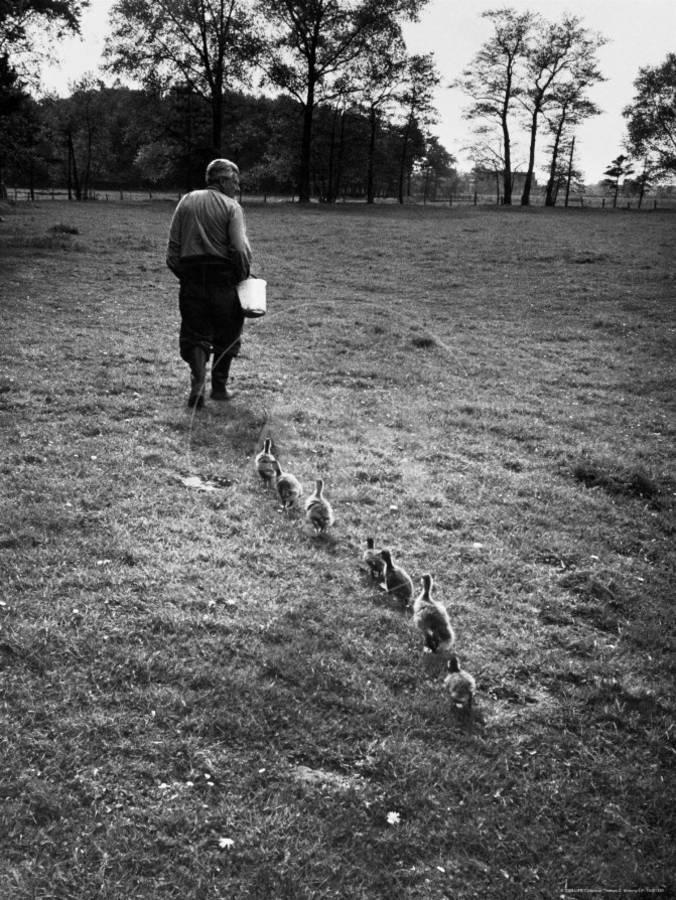 ¿Qué es la impronta en la psicología y la etología?