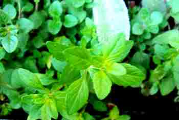 PLANTAS E ERVAS E FRUTOS QUE CURAM: ERVA POEJO