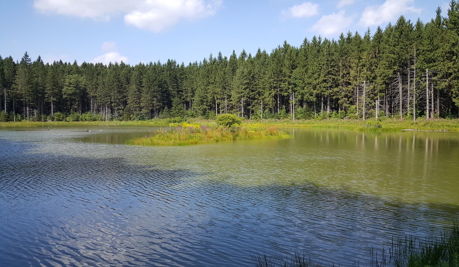 Sara Hikes... But Not Enough : North Country Trail: Spruce Pond to ...