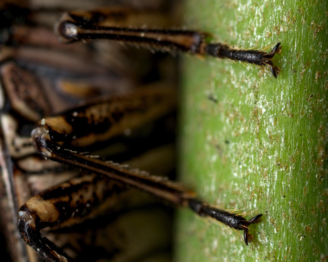 ムシをデザインしたのはダレ？: ウシカメムシ