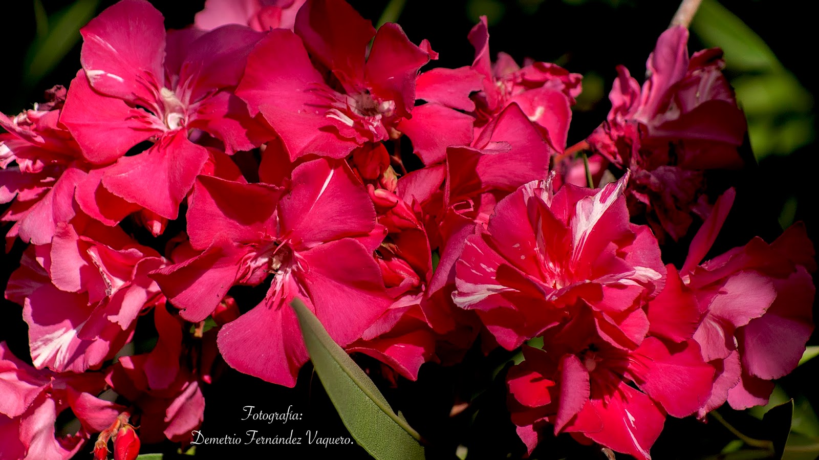 Los peligros de las Adelfas (Nerium oleander) 5 fotografías ...