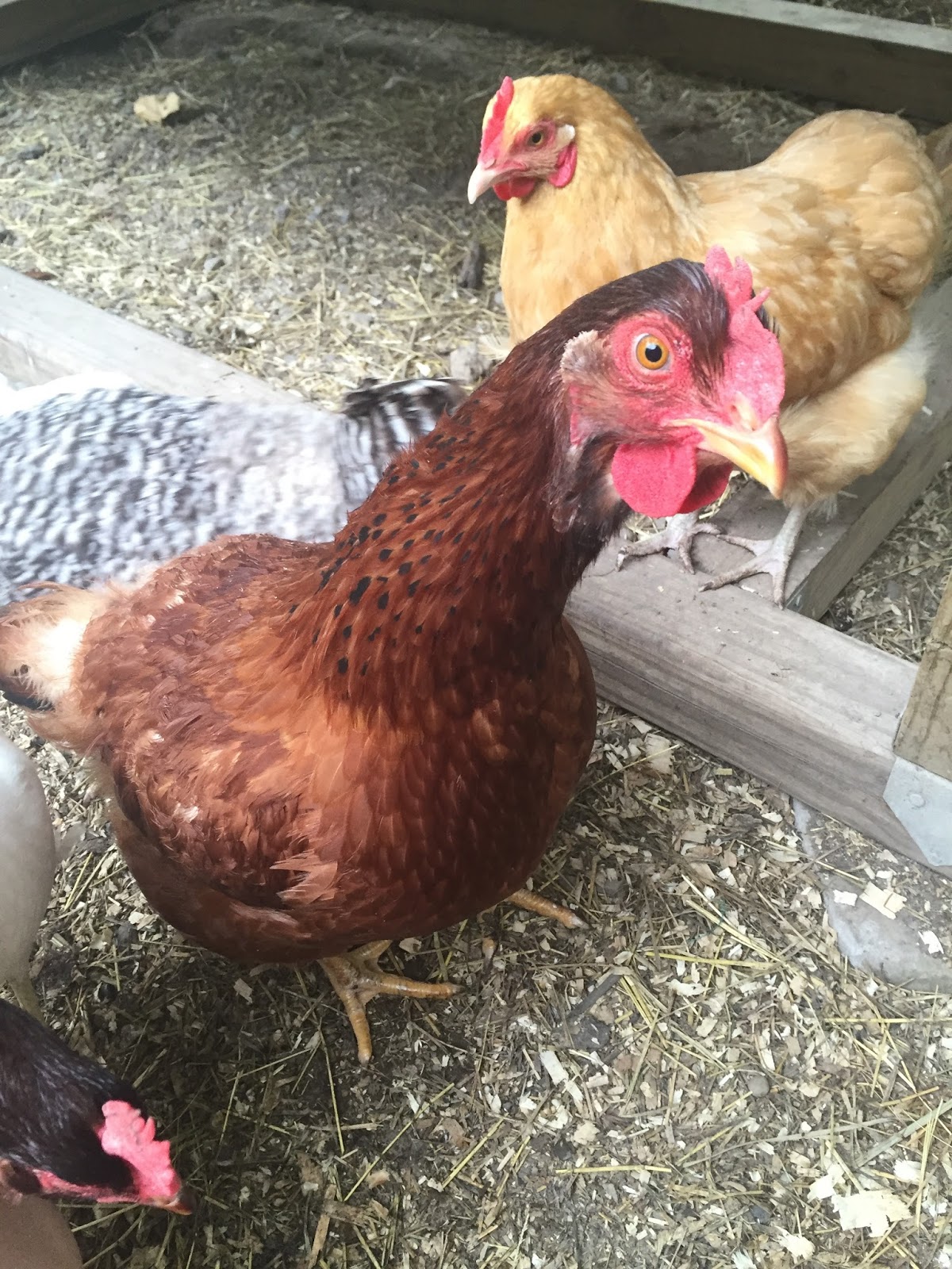 The Chicken Scratch Blog: Cleopatra