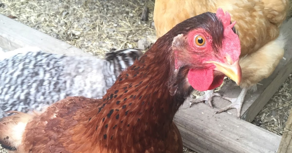 The Chicken Scratch Blog: Cleopatra