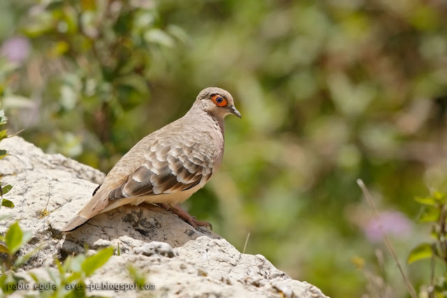 mis fotos de aves: Metriopelia ceciliae Palomita Moteada Bare-faced ...