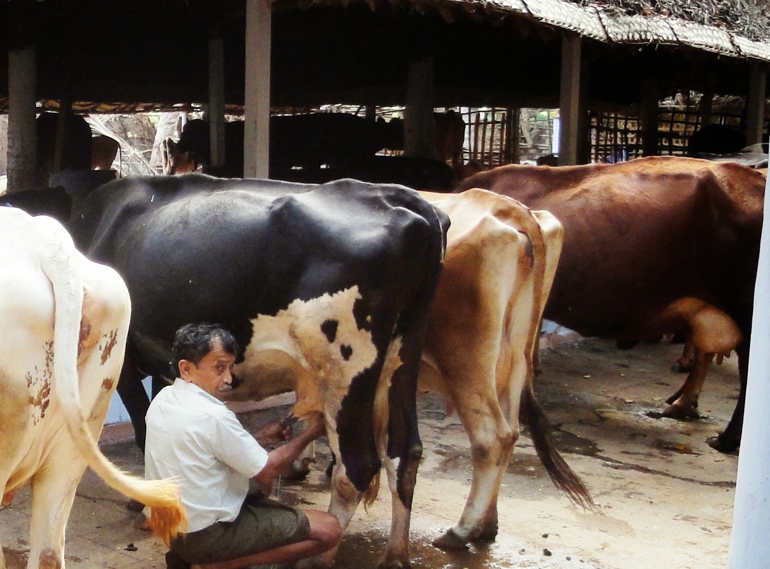 NGO News blog, NewsLine: Hand milking relaxes cows with soothing ...