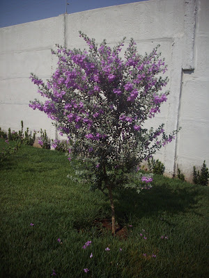 BLOG TUDO DE CASA: Folha de prata