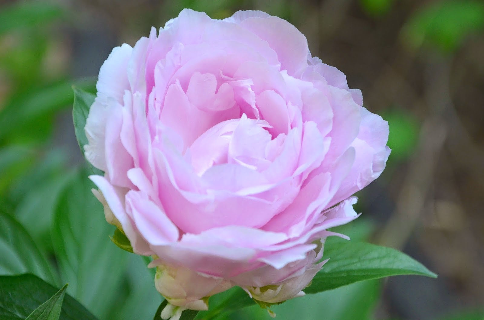 Southern Peony: 2014 Peony Blooms - Late - Week 6