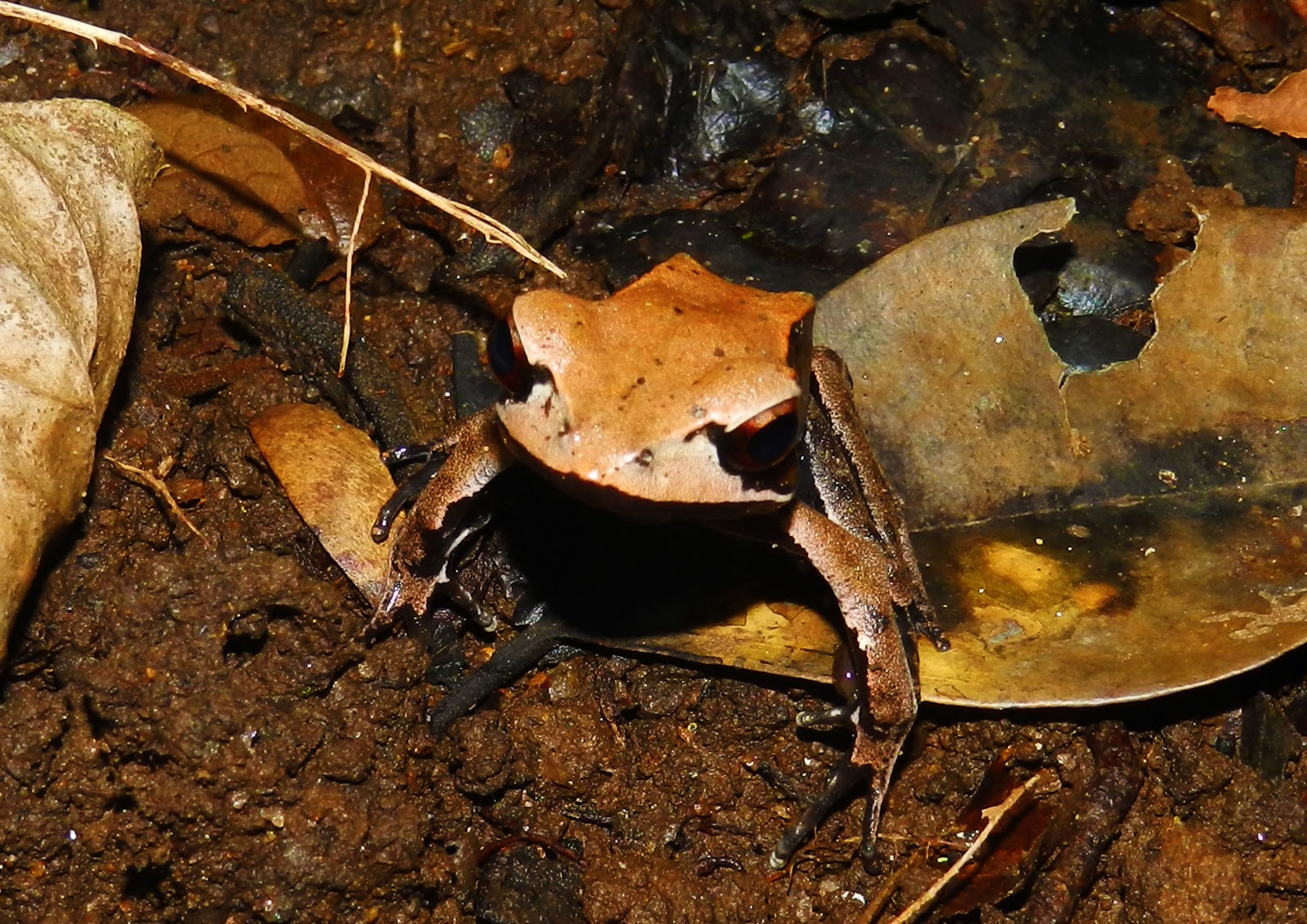 A Birder's Eye View: Periyar Wildlife Sanctuary, 17.9.2011