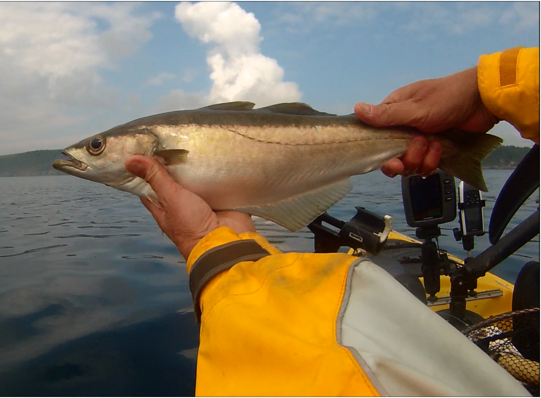 Cornish Shore and Kayak Fisherman: June 2014