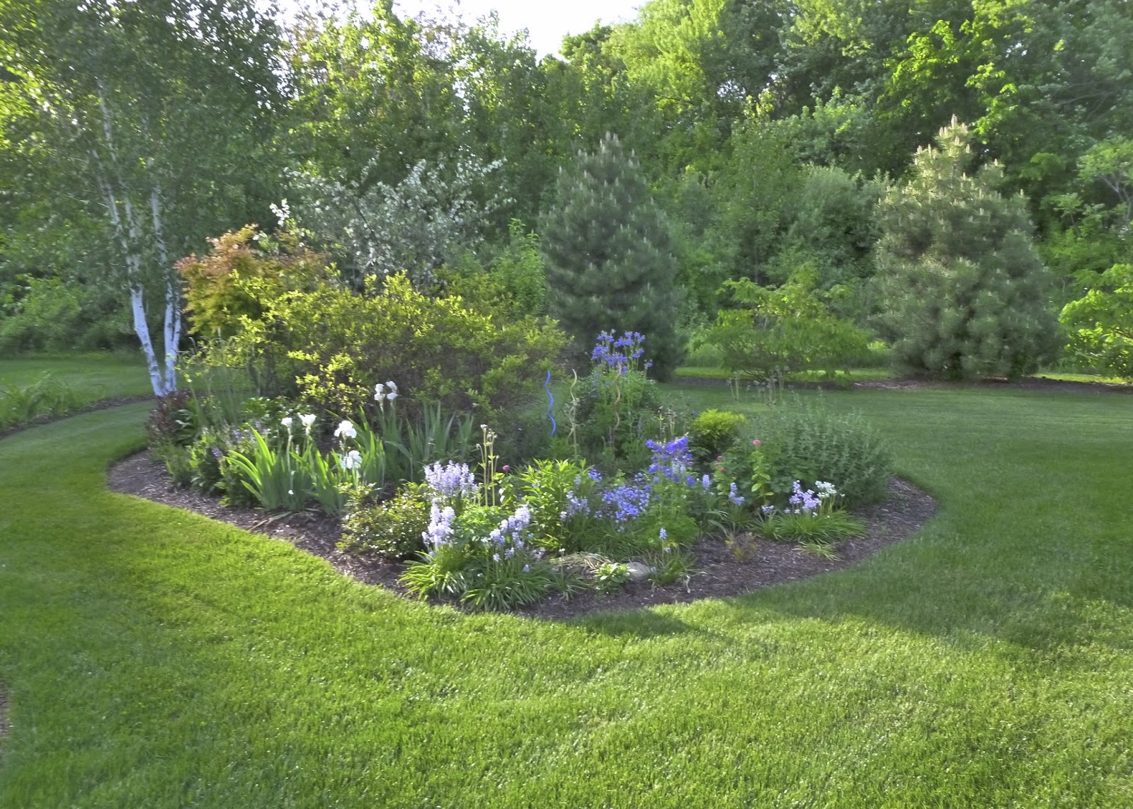 Plant Inventory at 20 Timothy : Birch Garden