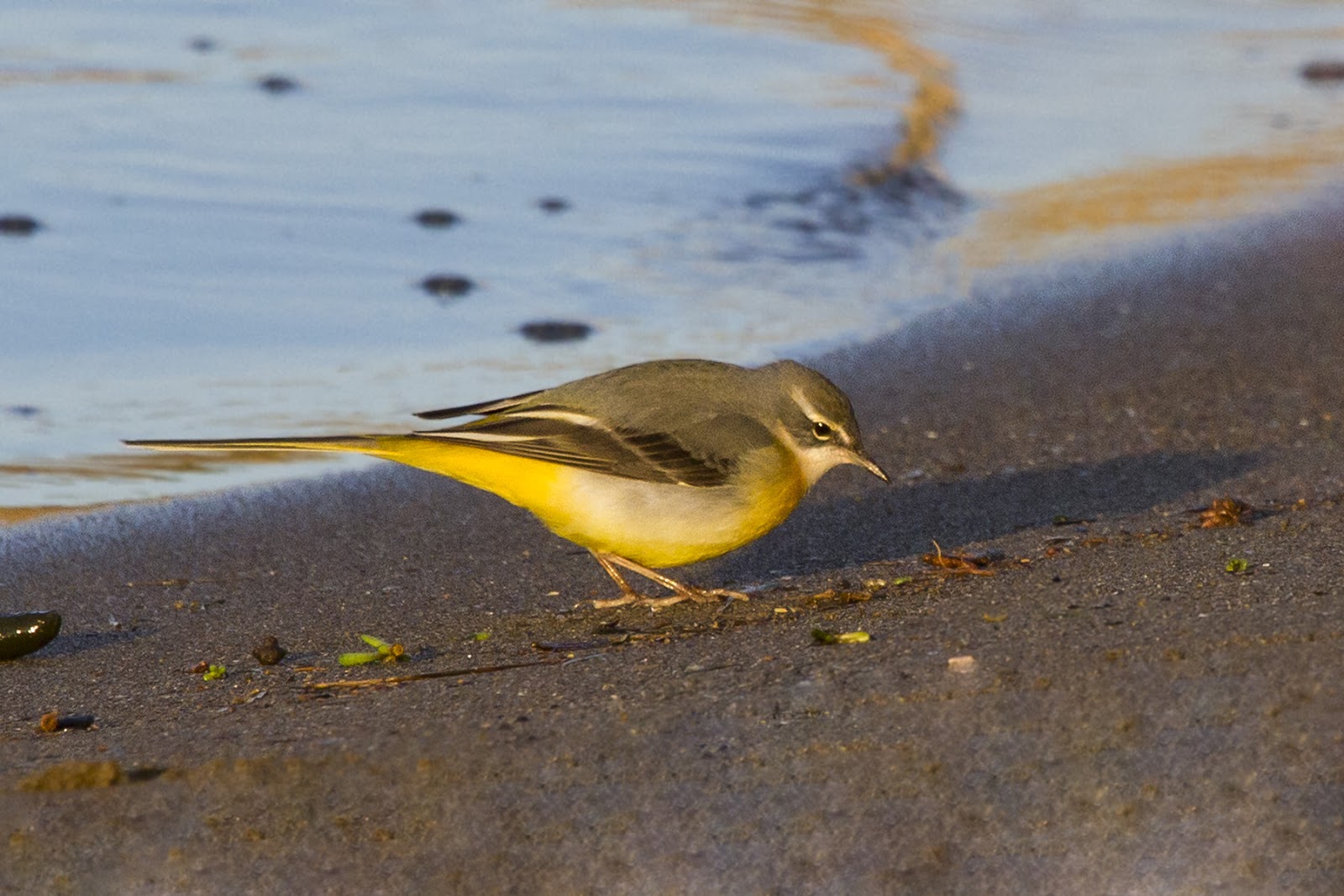 Foto naturalistiche: dicembre 2012