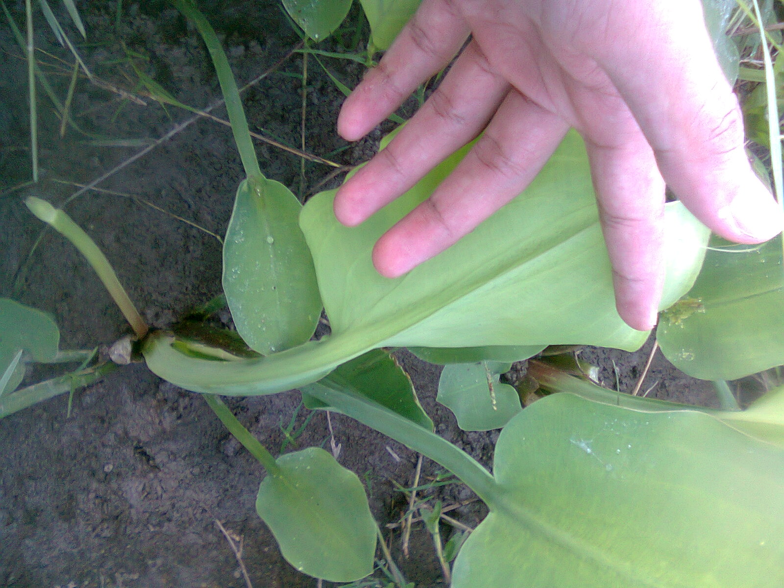 Apa Nama Latin GENJER Yang Ada Di Lahan Persawahan? - Guru Ilmuan