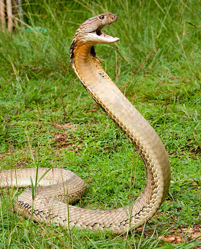 Los seres vivos: la cobra real
