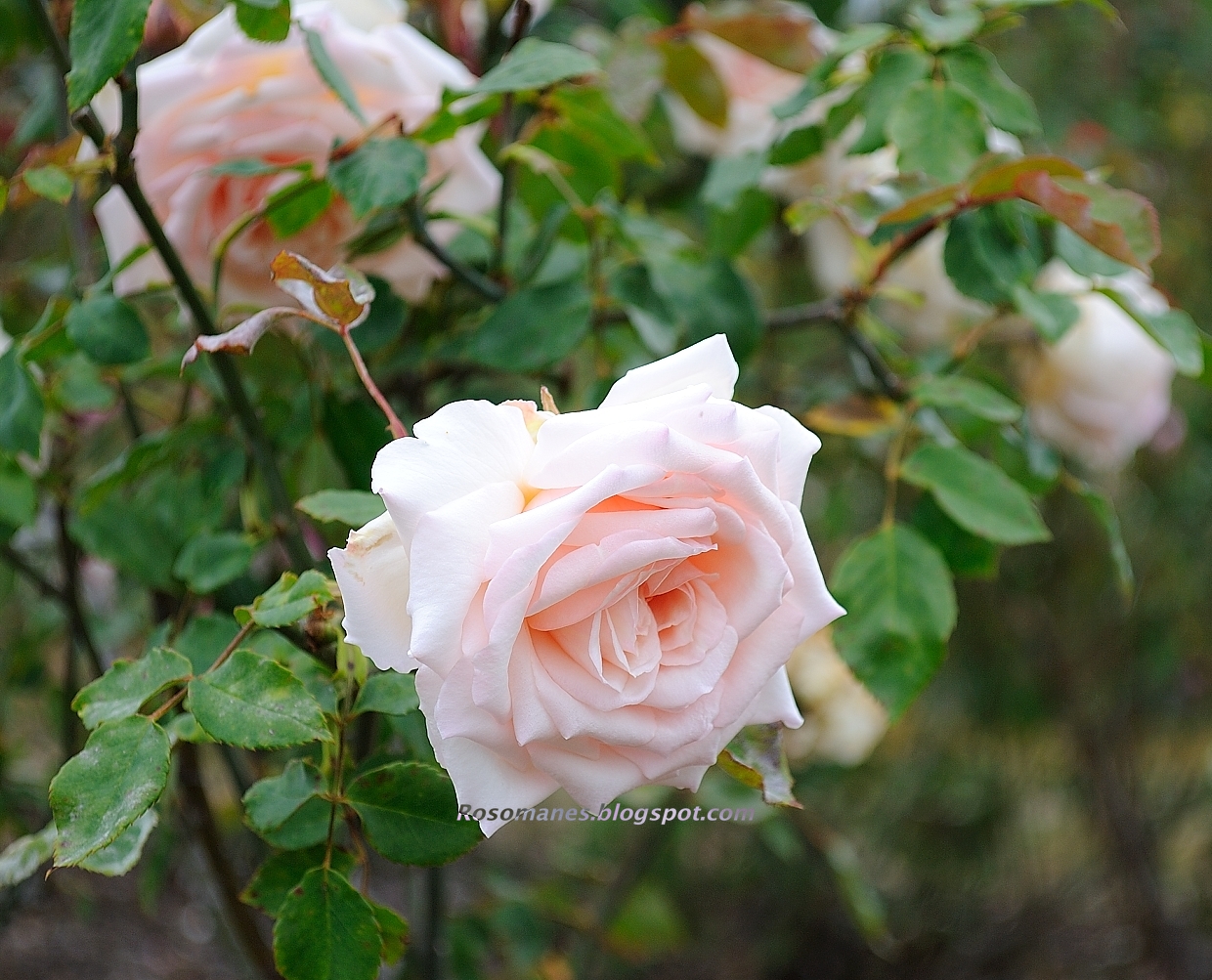 A Rose is a Rose...: What's In a Name: A Tea or Not A Tea