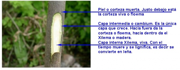 Faenas de la Huerta: Injertos