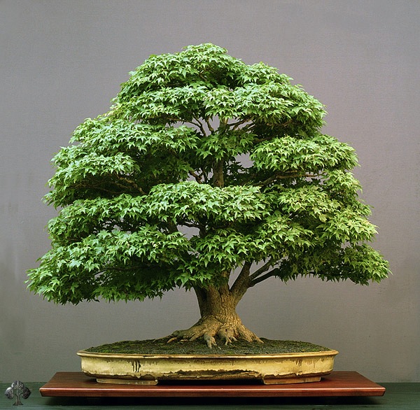 All HD: Bonsai