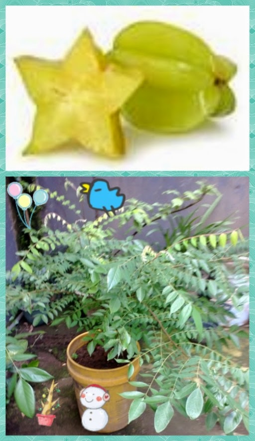 Kesehatan: Star Fruit