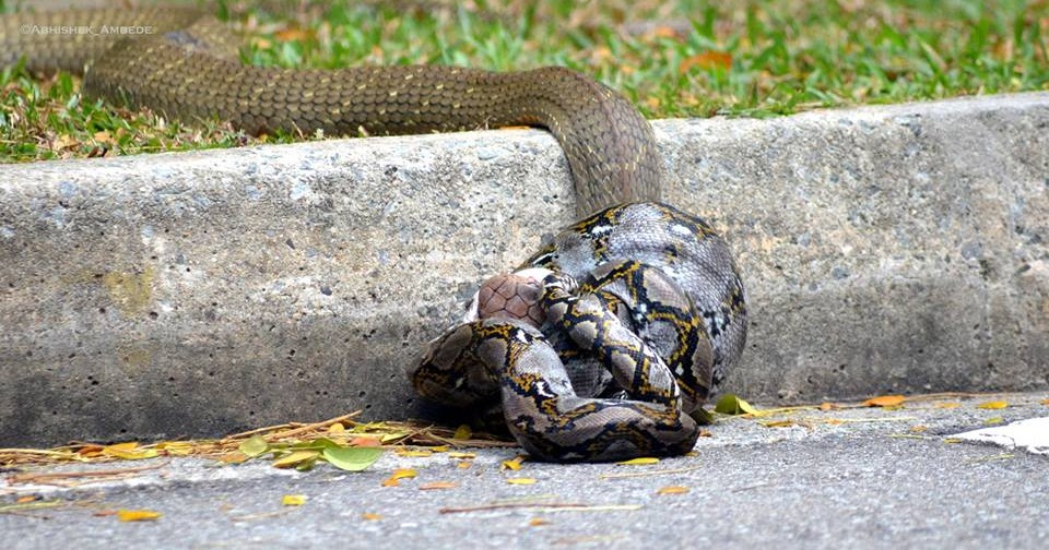 AnliKira: SNAKE VS SNAKE: KING COBRA TAKES ON RETICULATED PYTHON AT ...