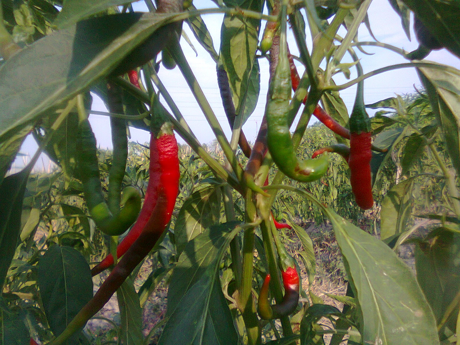 Foto CABE MERAH yang Subur - Guru Ilmuan