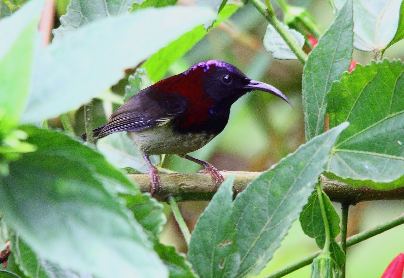SOUTH EAST ASIA BIRDS - Malaysia birds paradise: Black throated sunbird