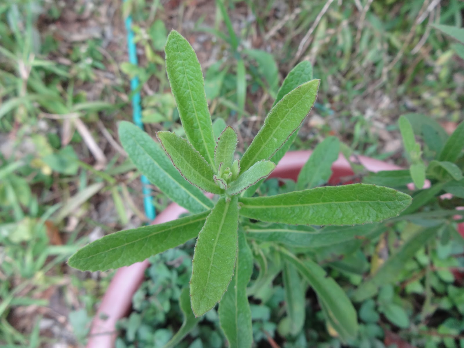 Herbs from Distant Lands: Laggera alata - Winged-Stem Laggera, Liu Leng ...