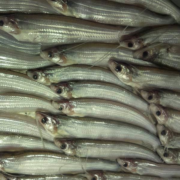 Green Vez: Local Fresh Water Fish