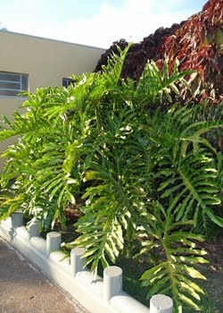 Guaimbê (Philodendron bipinnatifidum) - Busca Plantas