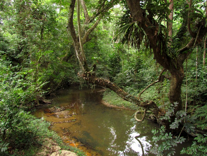 Viajes naturalistas y otras hierbas: Gabón 1 (2015) Viaje a la cuenca ...