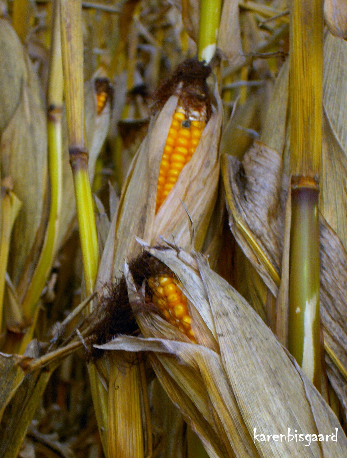 Karen`s Nature Photography: Ripe Ears of Maize with Brown Silk.