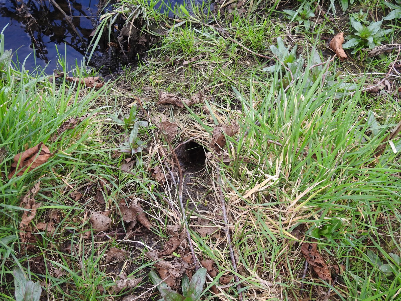 About a Brook: Hares and Burrows