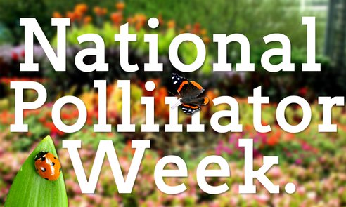 the BeeAlive buzz: Happy National Pollinator Week!