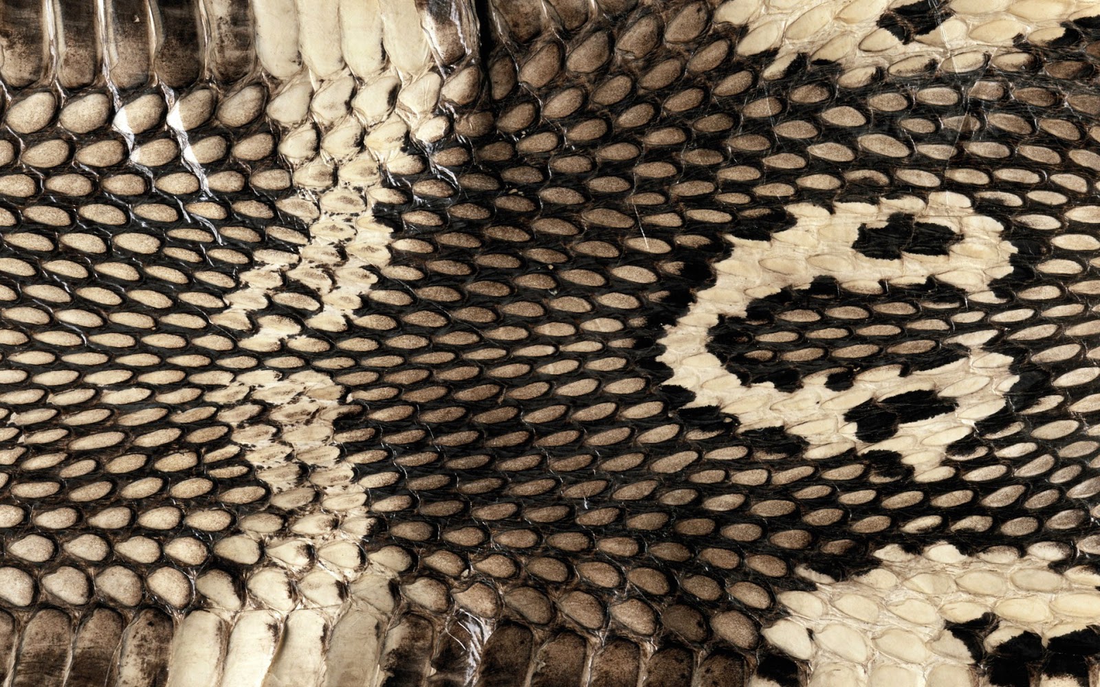 Knowledge to Share: Most Deadly Snake King Cobra