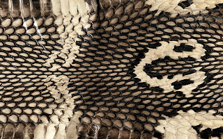 Knowledge to Share: Most Deadly Snake King Cobra