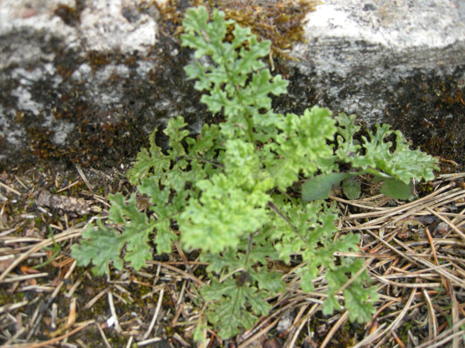 mca: Good weed v's bad weed