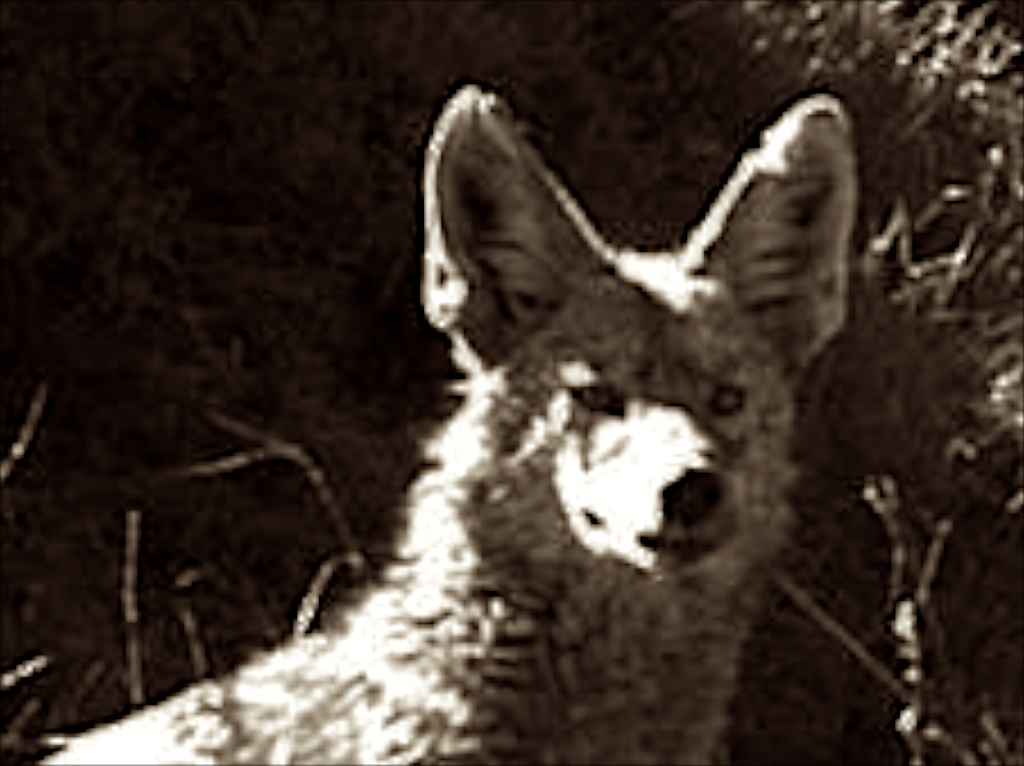 Dipper Ranch: January 2012