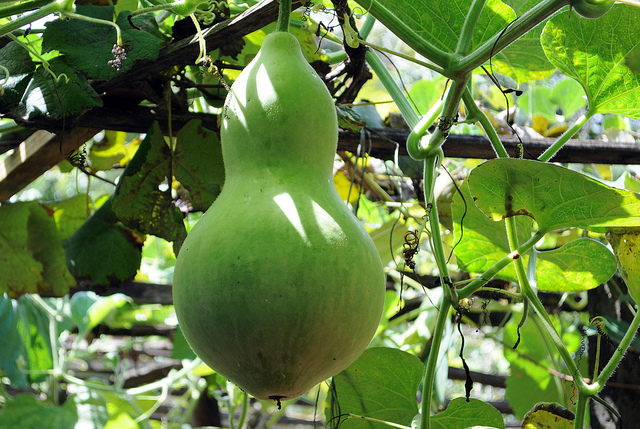 PORONGO PARA CUIA GAÚCHA