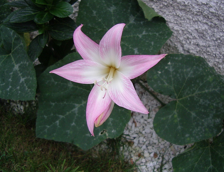 Curiosidades De La Vida: Usos medicinales de la belladona