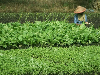 Macam-Macam Jenis Tanaman Palawija - Peternakan dan Pertanian